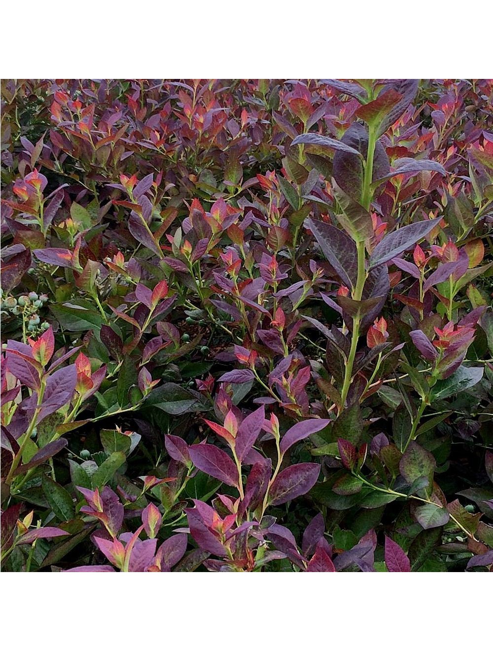 BLUEBERRY CABERNET SPLASH