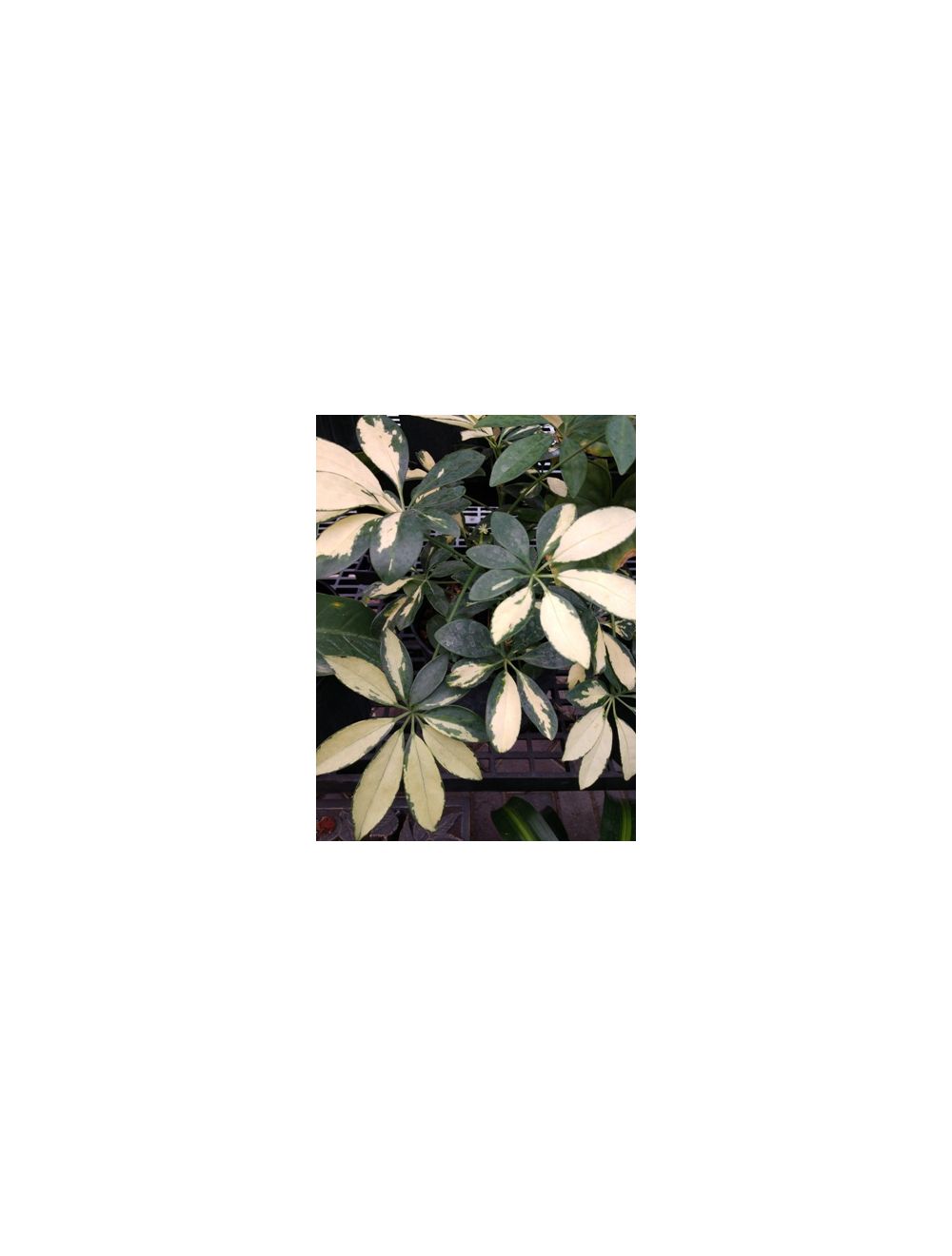 SCHEFFLERA 10" ARBORICOLA TRINETTE BUSH