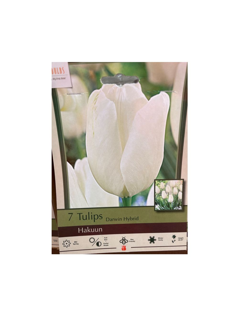 TULIP HAKUUN 7PP