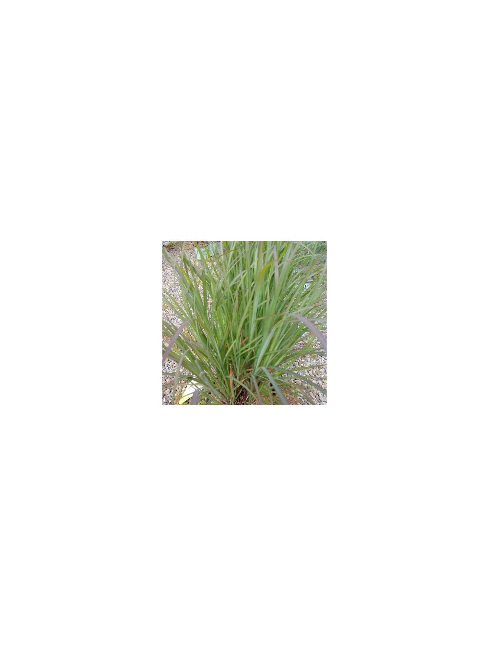 Grass Andropogon Gerardii Rain Dance 2
