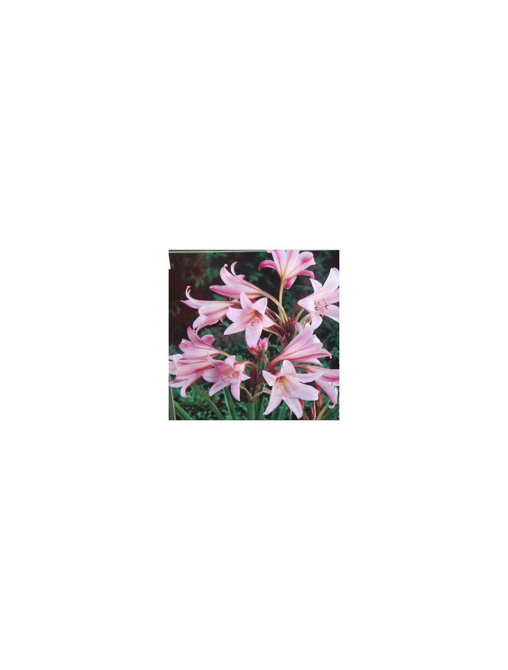 BULB CRINIUM 'CAPE LILY'