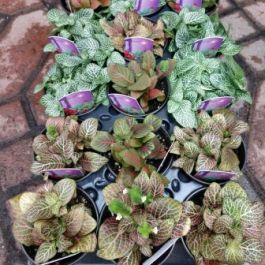 FITTONIA 3.5" ASSORTED