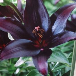 BULB ASIATIC LILY LANDINI