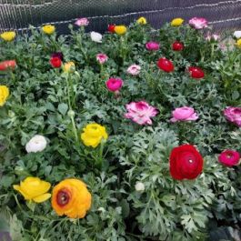 RANUNCULUS 4" POTTED