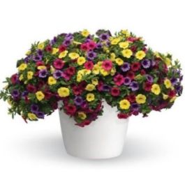 TRIXI HB 10" GOLD & BOLD