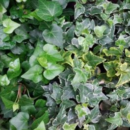 IVY 3" ASSORTED