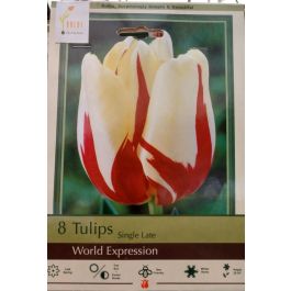 TULIP WORLD EXPRESSION 8PP