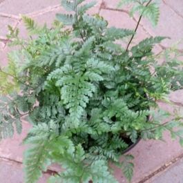 FERN 6" RABBIT FOOT