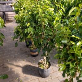 FICUS 8" BENJI BRAID