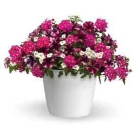 TRIXI HB 10" RASPBERRY SORBET