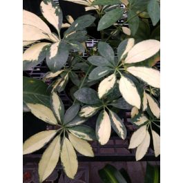 SCHEFFLERA 10" ARBORICOLA TRINETTE BUSH