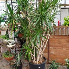 DRACAENA 17" MARG EXOTIC CHARACTER 7-9'