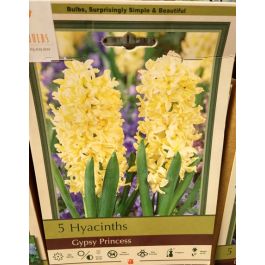 HYACINTH GYPSY PRINCESS 5PP