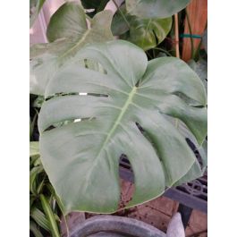 PHILODENDRON 14" MONSTERA TOTEM