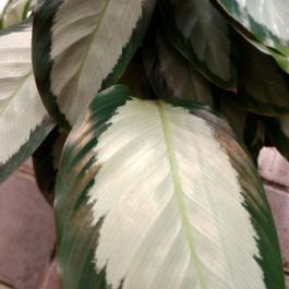 CALATHEA 8" ROYAL STANDARD