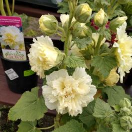 ALCEA SPRING CELEB LEMON #1