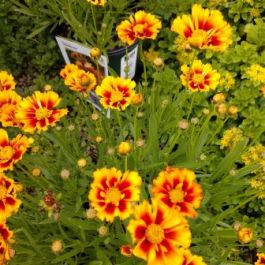 COREOPSIS LI'L BANG FIREWHEEL #1.5