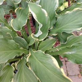 HOSTA WHEE #1