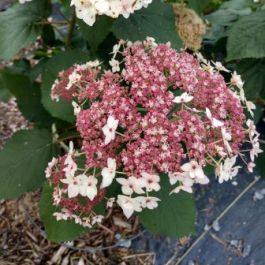 HYDRANGEA PINKY POLLEN RING #3