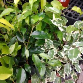 FICUS 5" ASSORTED