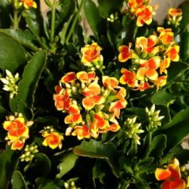 KALANCHOE 4" ROBBIE (ORANGE)