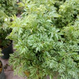 ARALIA 6" GOLD MING