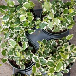 FICUS 4" REPENS VARIEGATED