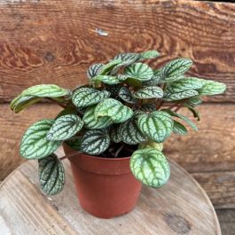 PEPEROMIA 4" BURBELLA GREEN