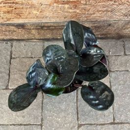 GEOGENANTHUS 6" CILIATUS