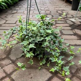 IVY 8" HB WHITE VARIEGATED