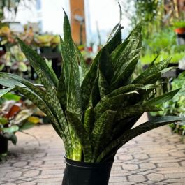 SNAKE PLANT 10" JABOA