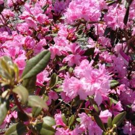 RHODODENDRON AGLO #2