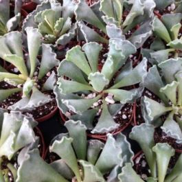 CRINKLE LEAF PLANT 2"