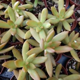 SEDUM 2" COPPER