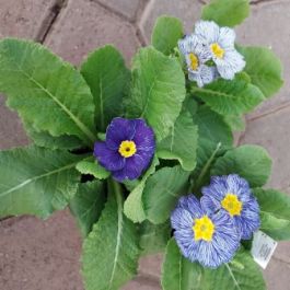 PRIMROSE 4" BLUE ZEBRA