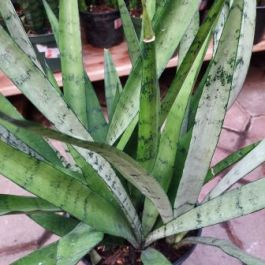 SNAKE PLANT 8" SILVER STREAK
