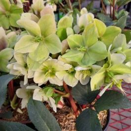 HELLEBORUS CHAMPION #1