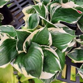 HOSTA POPCORN #1