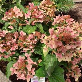 HYDRANGEA EARLY EVOLUTION #3