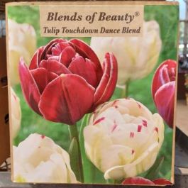 TULIP TOUCHDOWN DANCE BLEND 10P