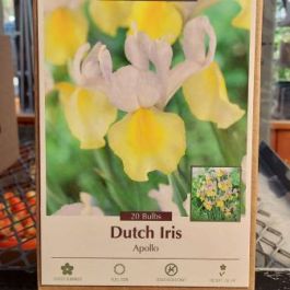DUTCH IRIS APOLLO 20PP