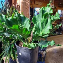 ANTHURIUM 14" RUFFLES