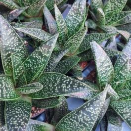 GASTERIA 2.5" FLOW