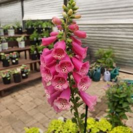 DIGITALIS CAMELOT ROSE 3.5"