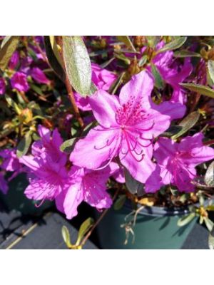 SHRUBS - TREES & SHRUBS - PLANTS