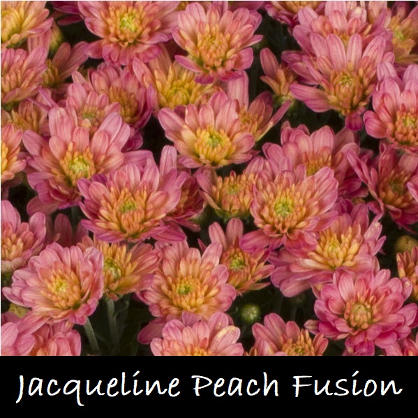 Fall Mums